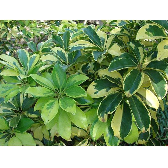 Seflora or Seven-sided - Frentzos Flowers-Florist in Athens-Agia ...