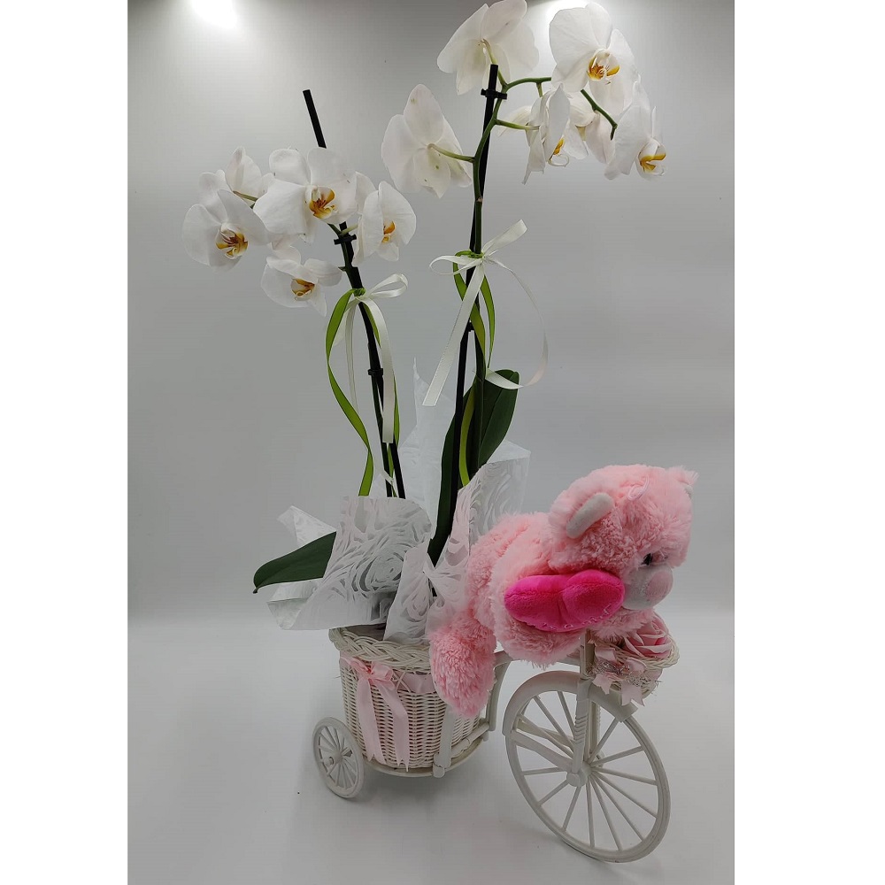 Orchids - Frentzos Flowers-Florist in Athens-Agia Paraskevi-Greece